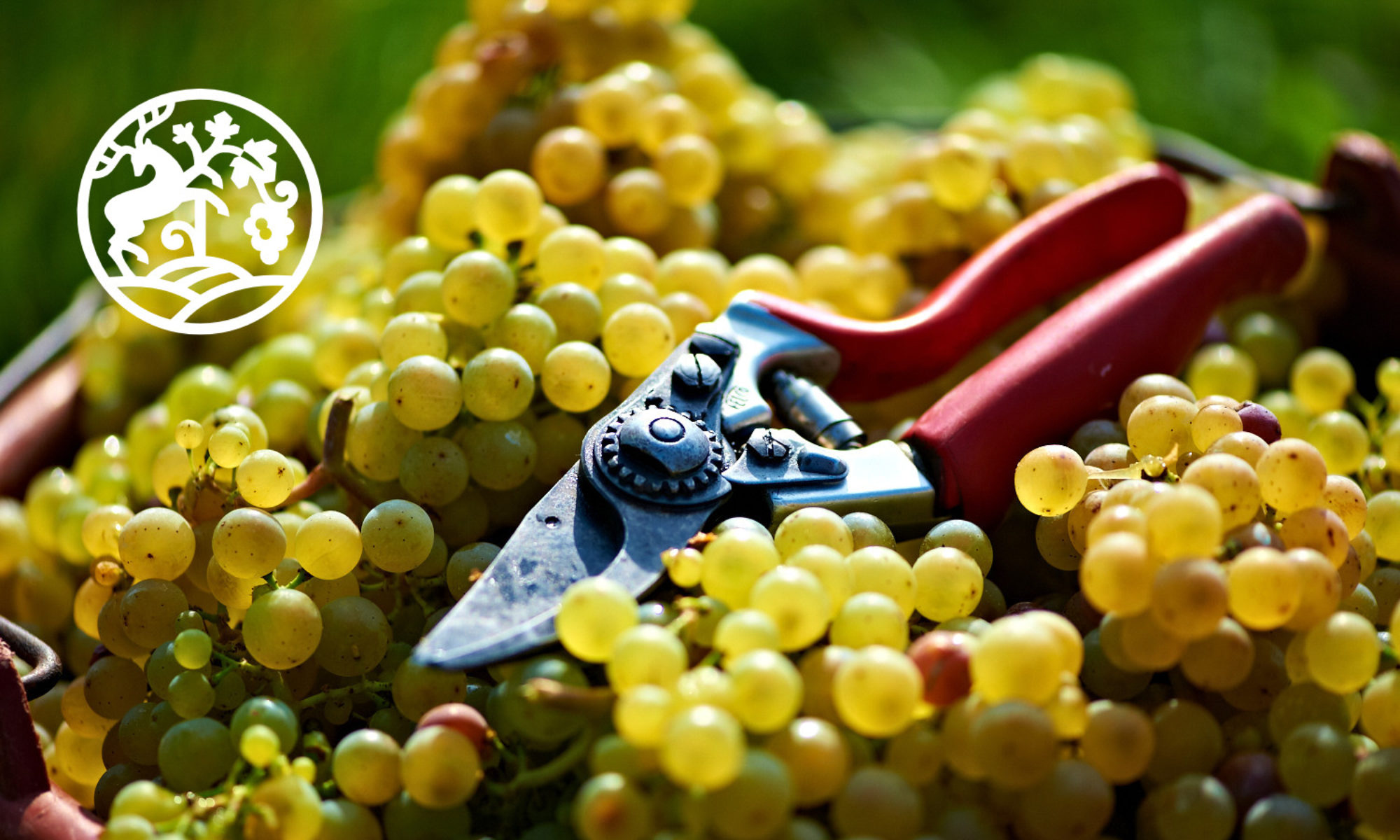 Wine for Experts – OPPENHEIM · RHEINHESSEN · GERMANY